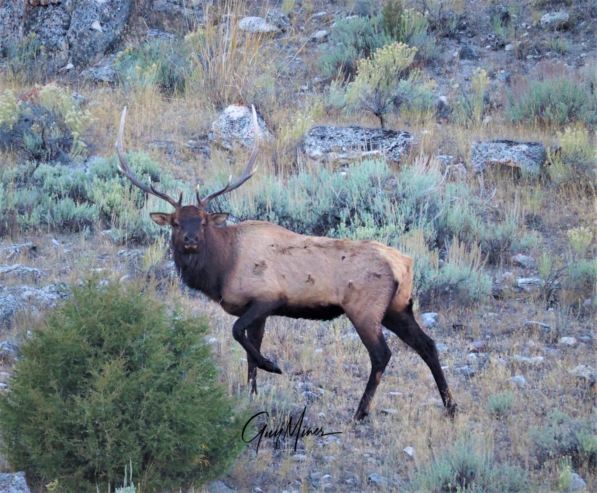TESTED: Hornady 7mm 150 grain CX Bullets w/Ballistics Gel (7mm Rem Mag ...
