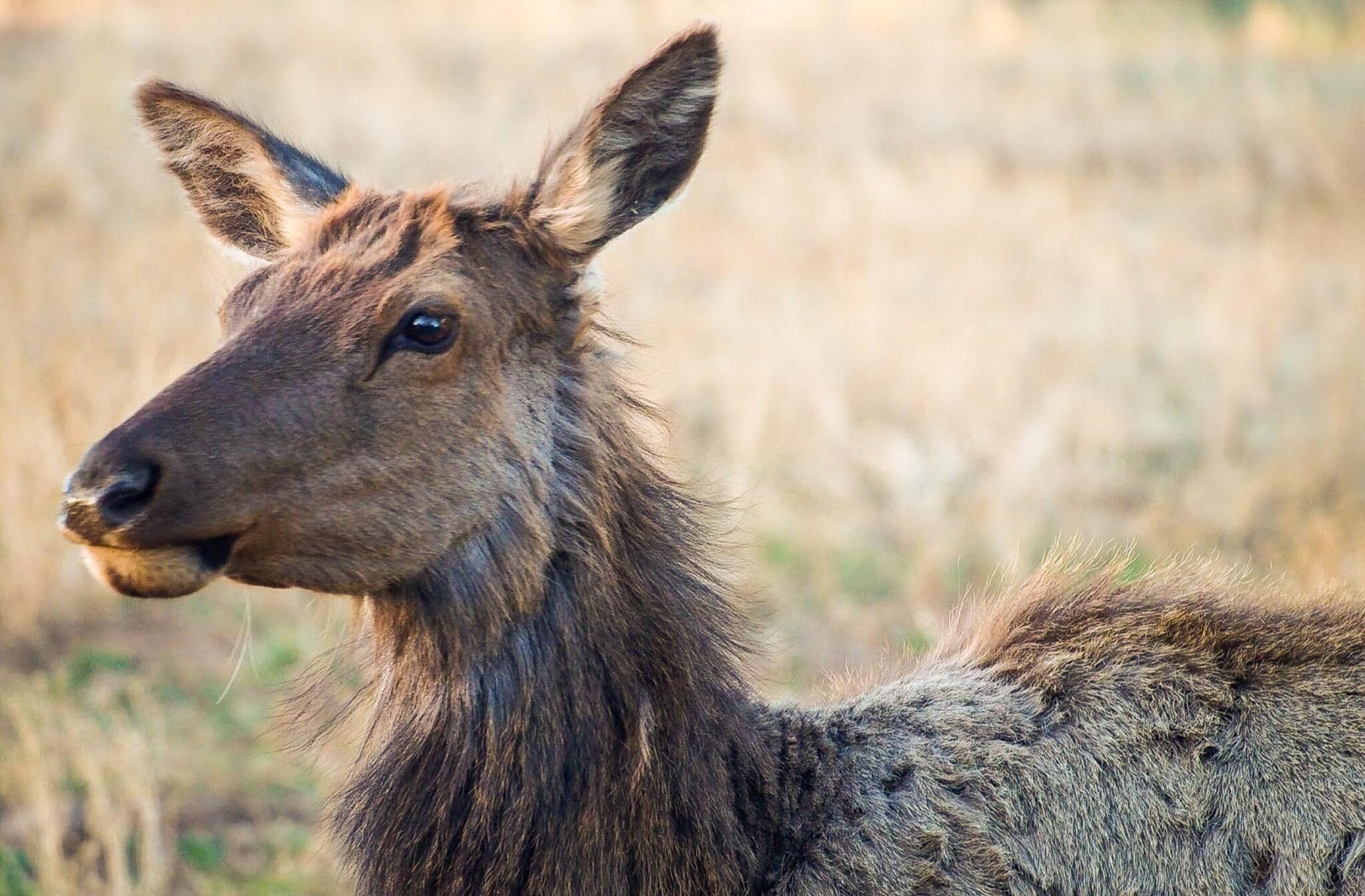 Success: Hornady 178gr ELD-X on Elk at 405 yards (30-06) – Ultimate ...
