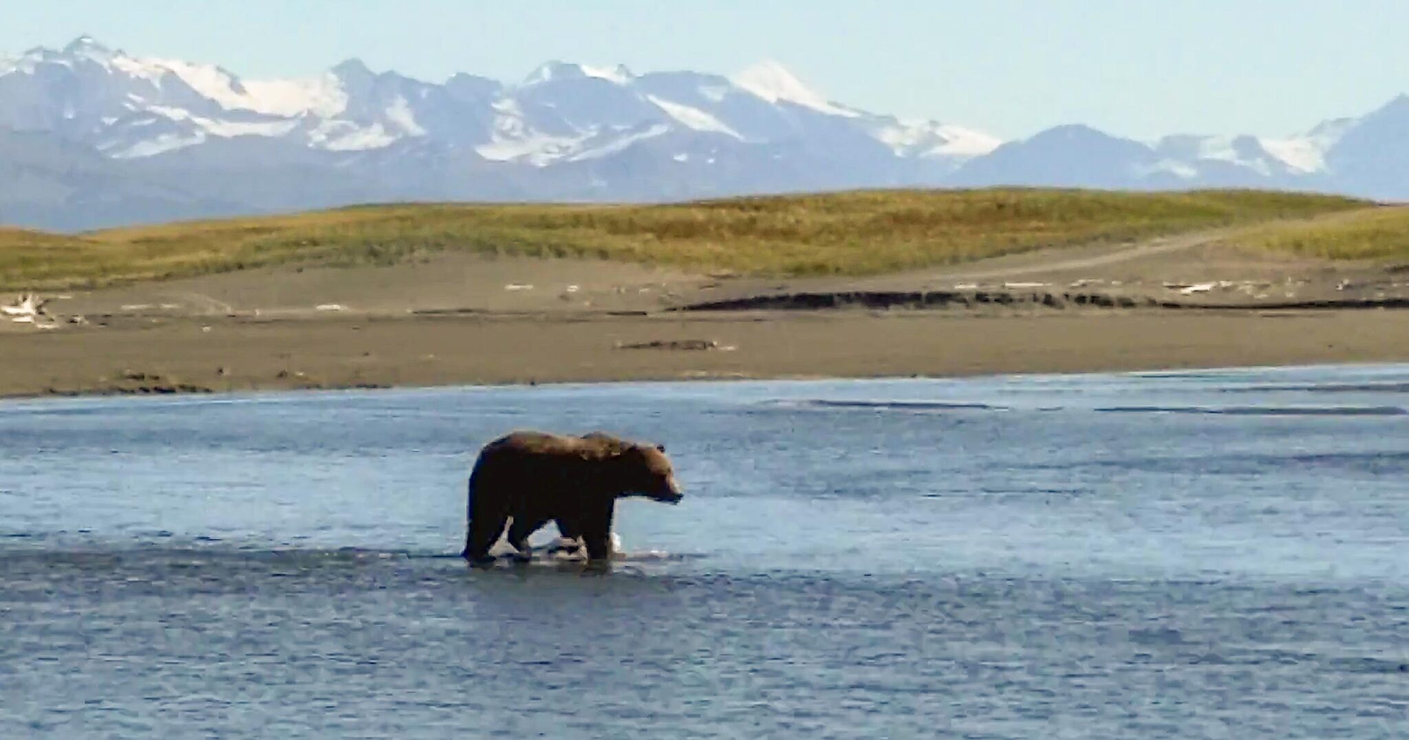 Less is More? Using a SMALLER Cartridge for Grizzly, Why? (30-06 vs 375 ...