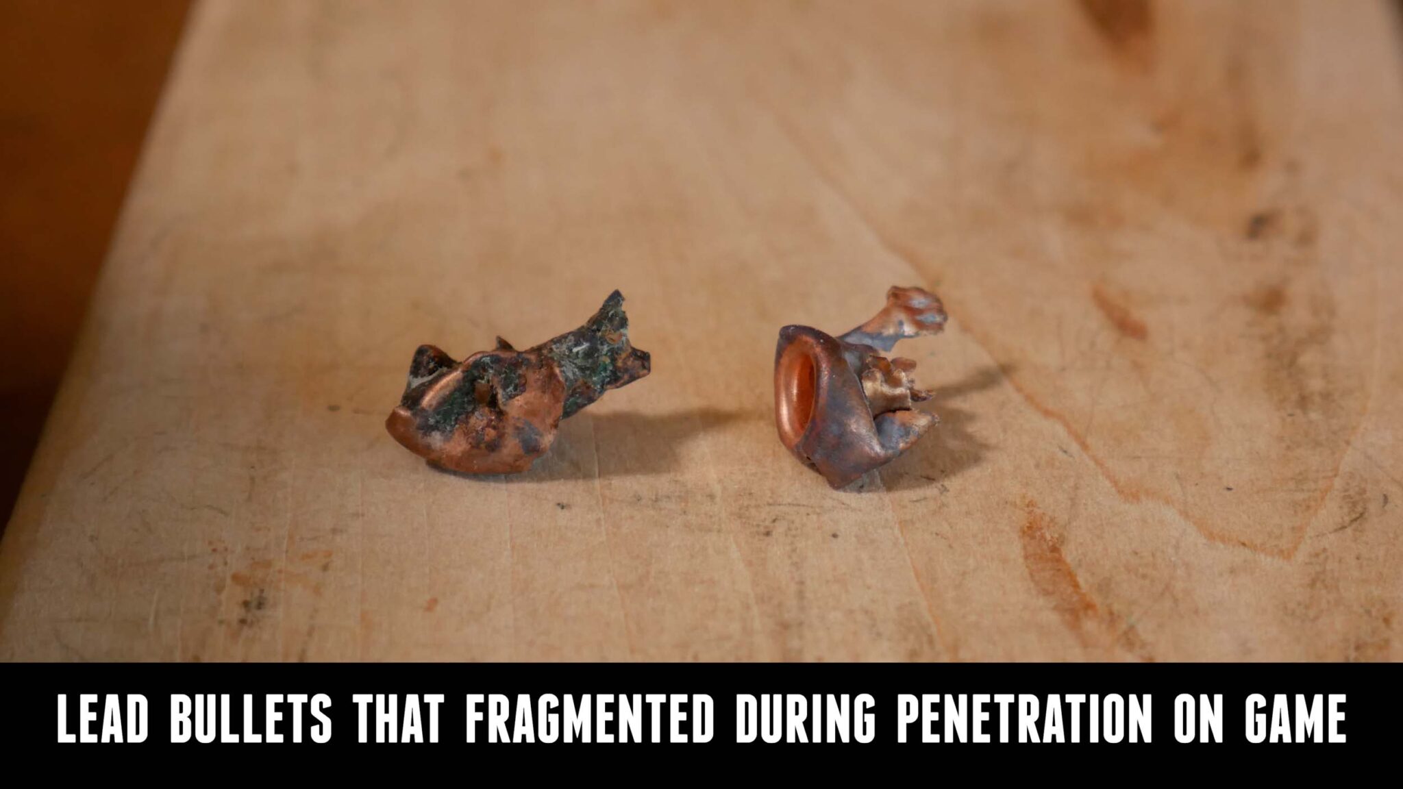 Solid Copper Mystery Solved: Should you Hunt Bear with Copper? (Guy’s ...