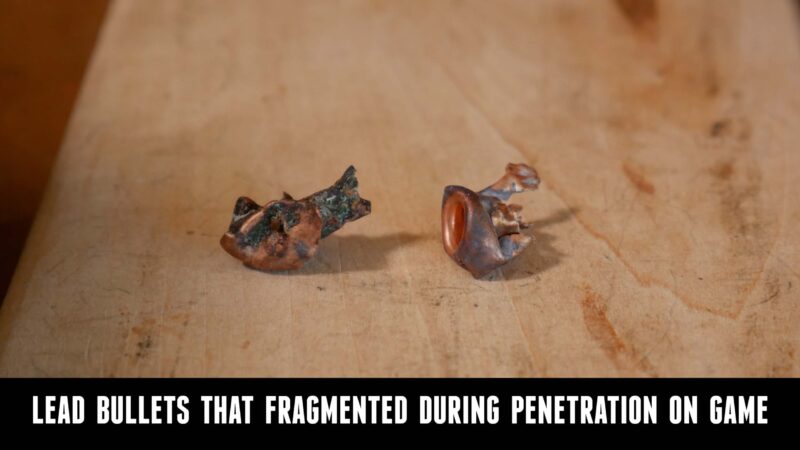 Solid Copper Mystery Solved: Should you Hunt Bear with Copper? (Guy’s ...