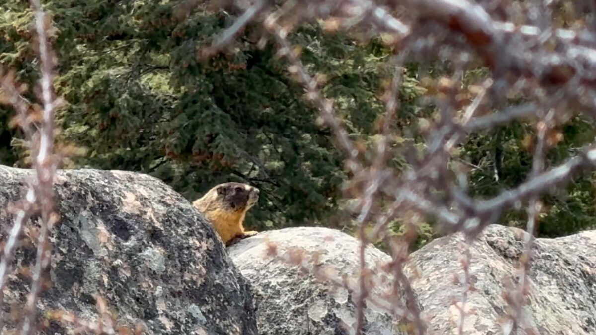 NEW: ATN X-Celsior 5-15x Day/Night Scope (Hands-On) – Ultimate Reloader